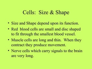 Cells to body systems (science) | PPT