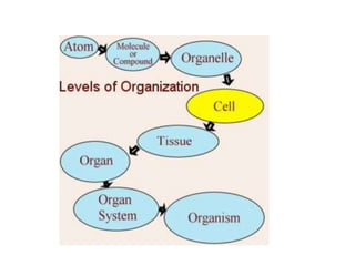 Anatomy - Topic 1 (A) From Cells to organisms | PPT
