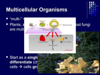 Cells to tissues | PPT