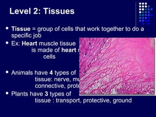 Cells to tissues | PPT