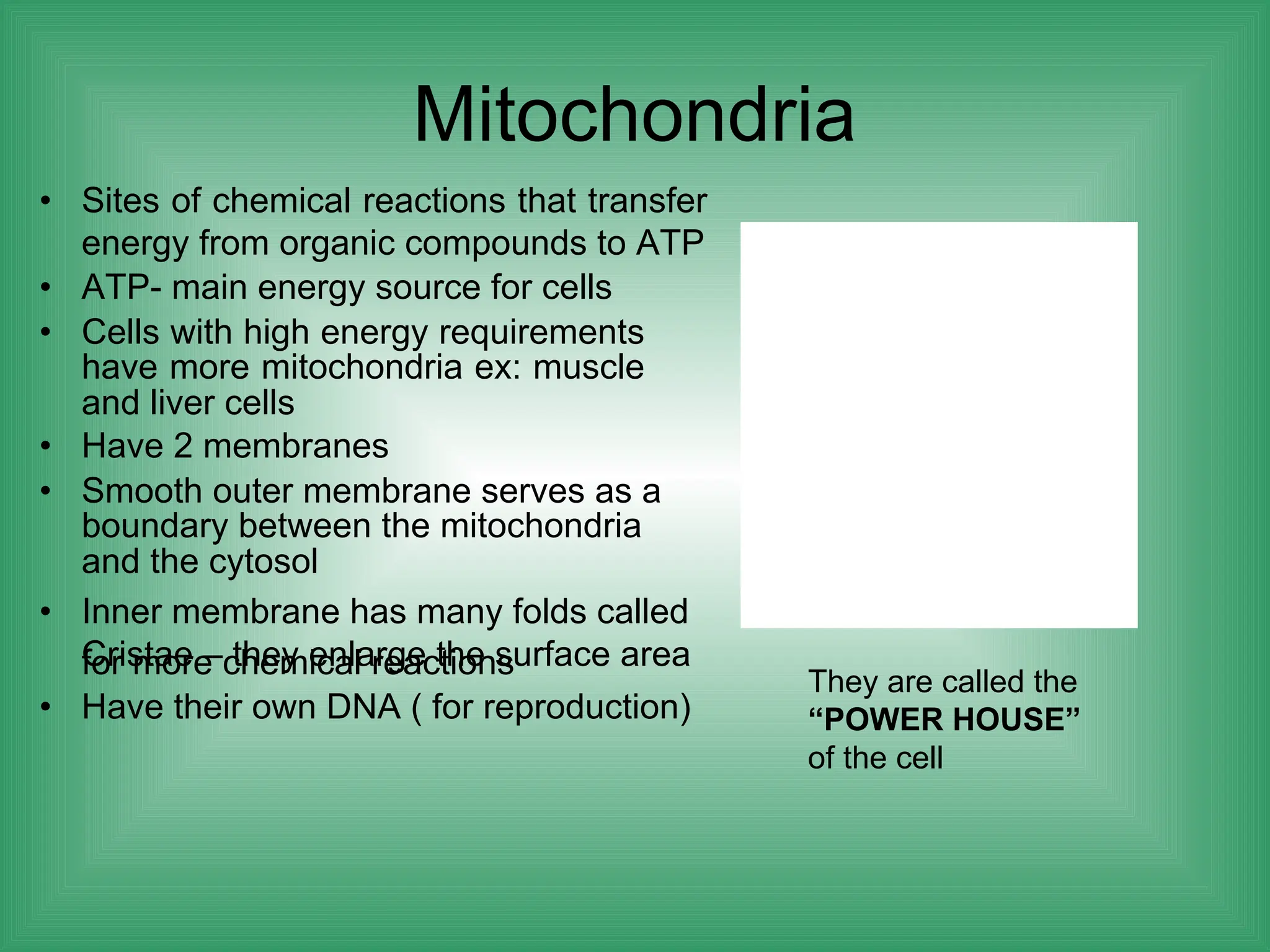 cell structure. and its function in detail | PDF