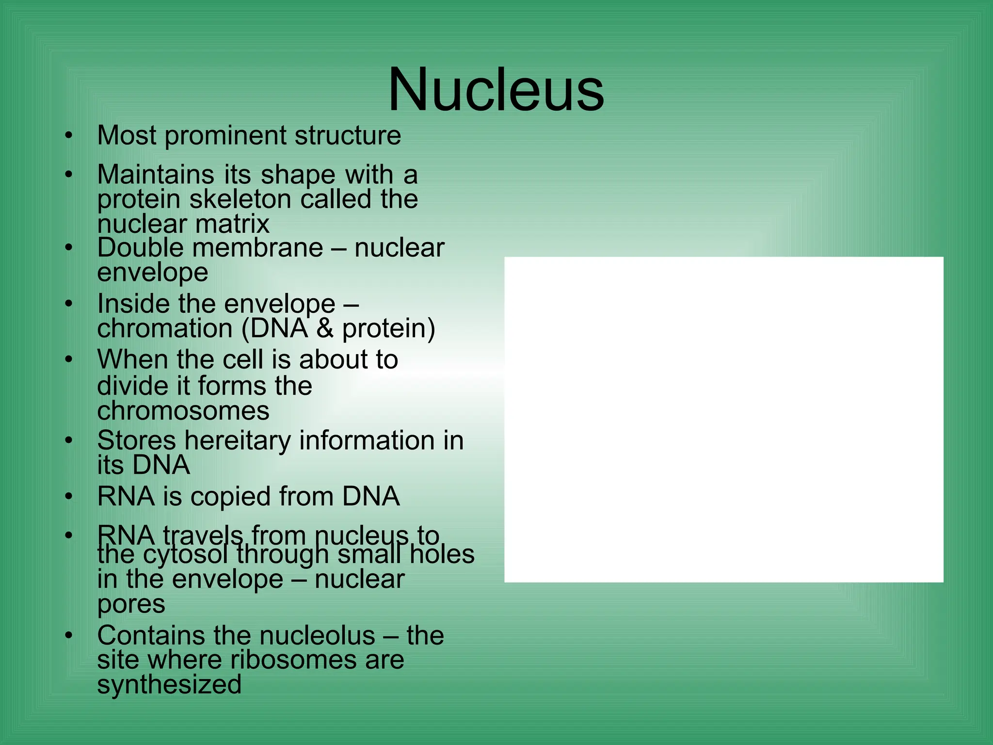 cell structure. and its function in detail | PDF