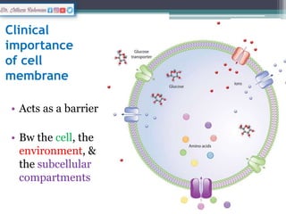 Cell structural & Chromosomal abnormalities.pptx