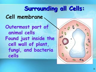 Cell structure | PPT