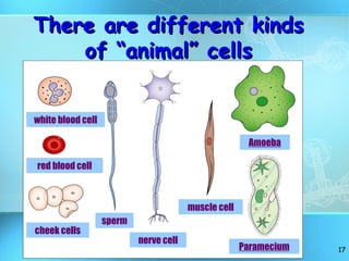 Cell structure | PPT