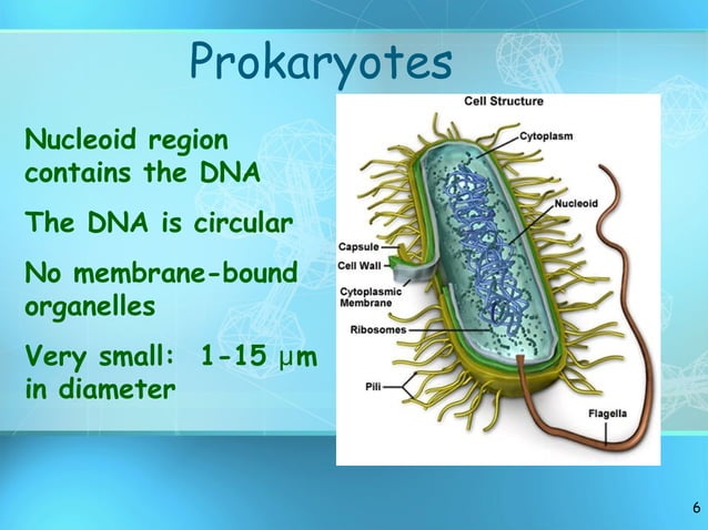 Cell structure | PPT