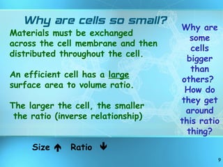 Cell structure | PPT