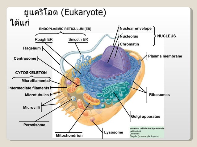 Cell structure suthi | PPT