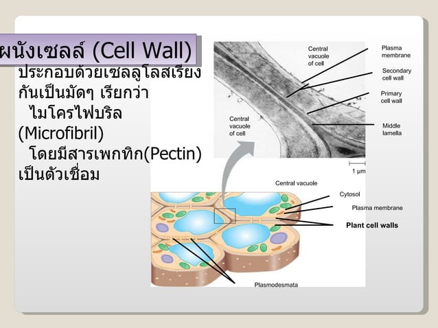 Cell structure suthi | PPT