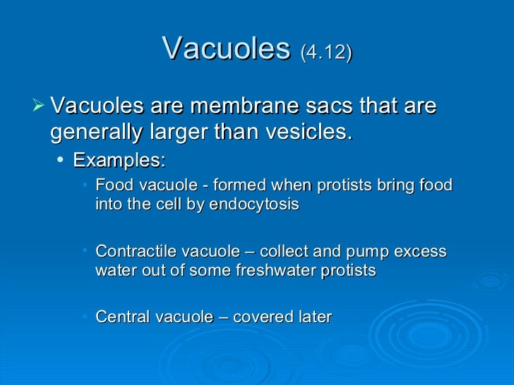 Vacuoles Definition Structure Types Functions And Diagram
