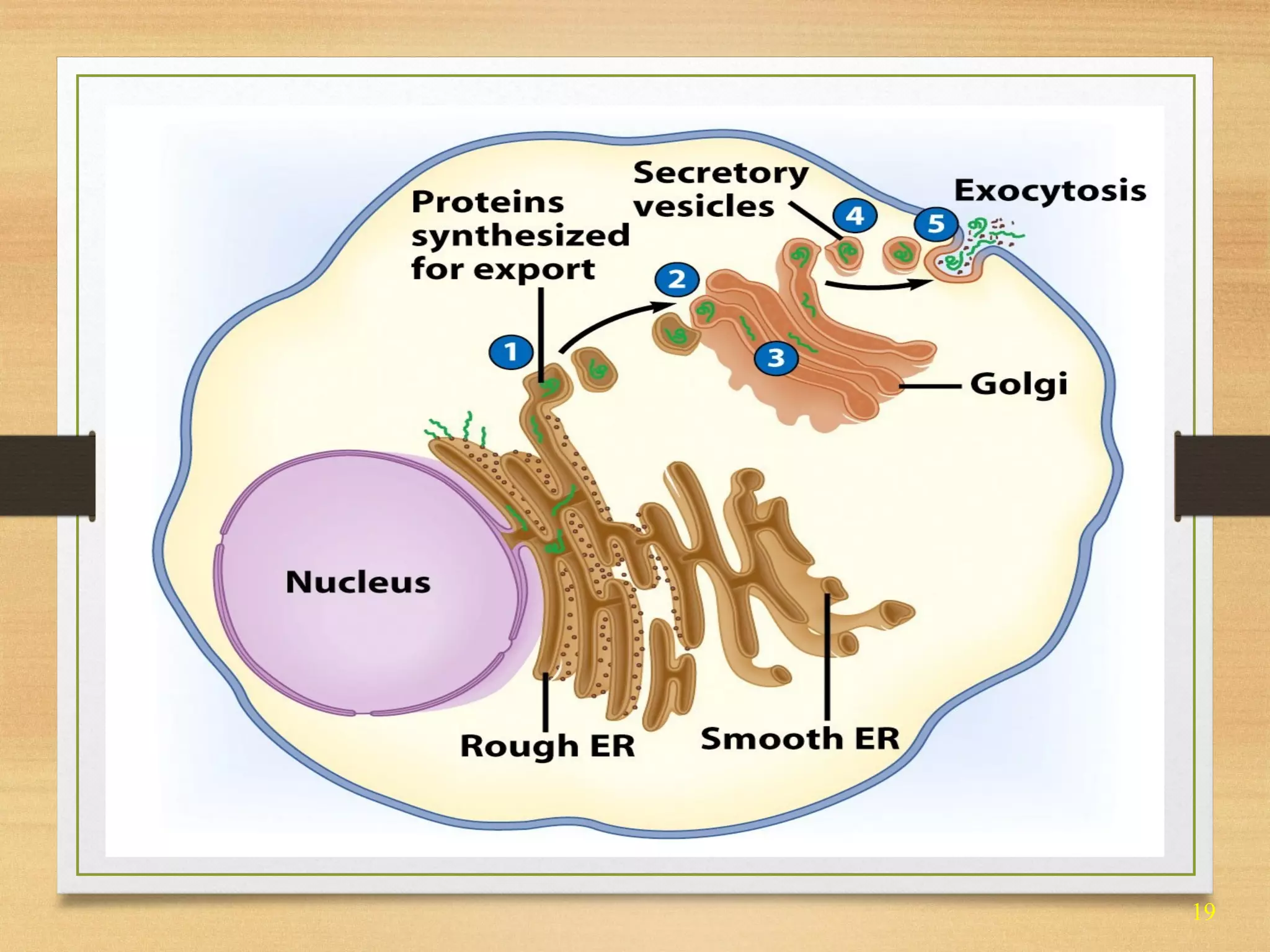 Cell structure | PPT | Biological Sciences | Science