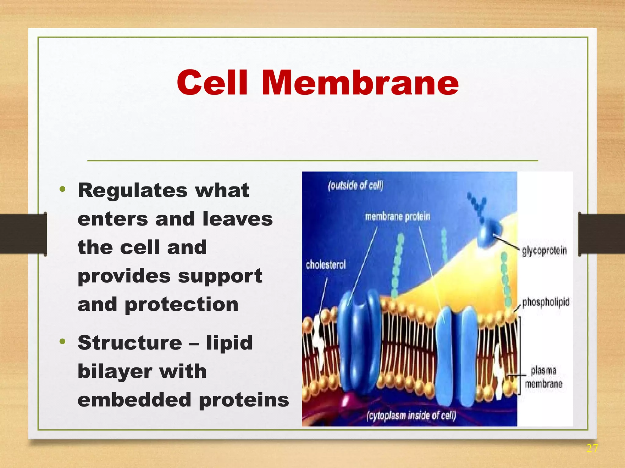 Cell structure | PPT | Biological Sciences | Science