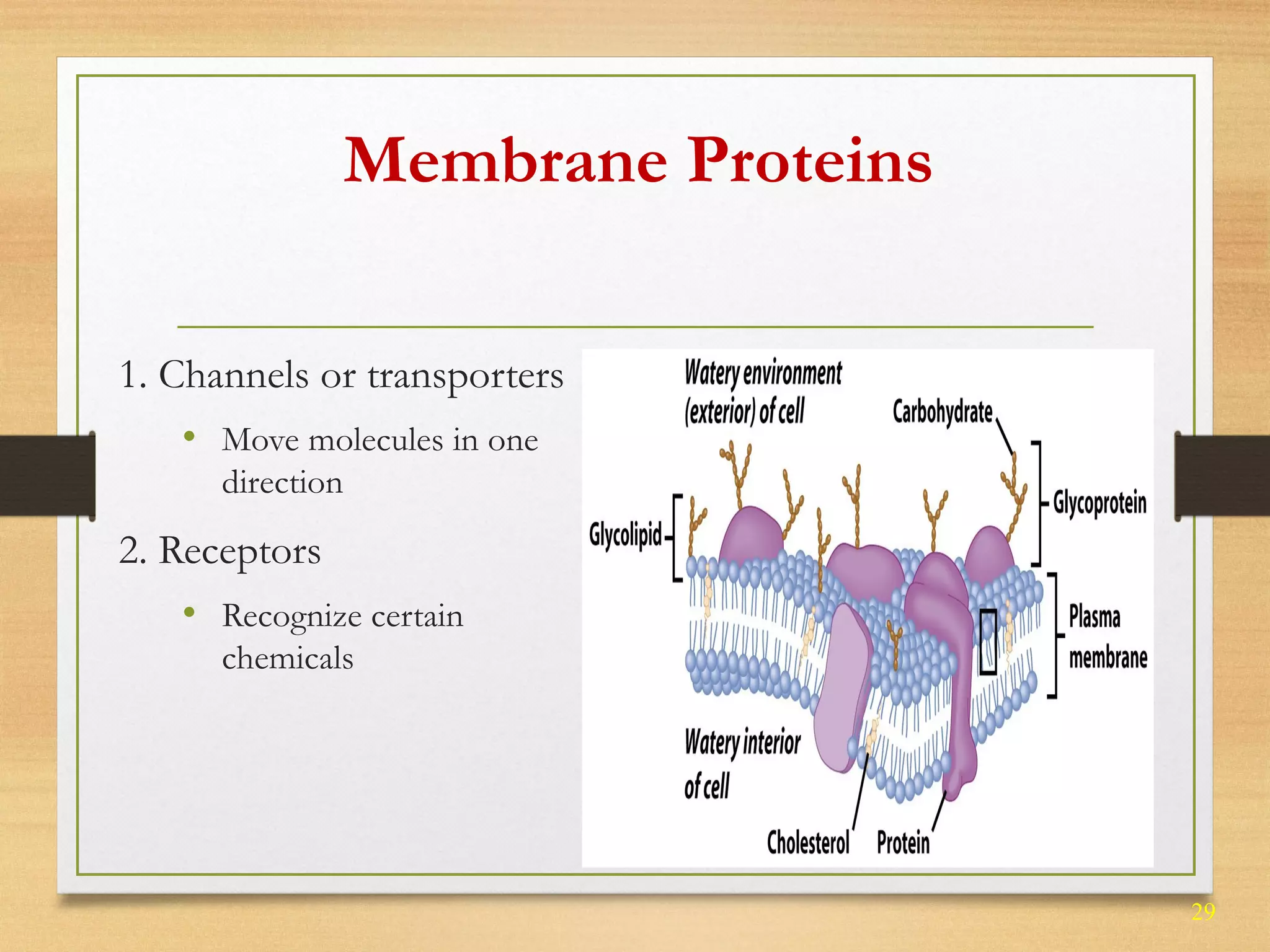 Cell structure | PPT | Biological Sciences | Science