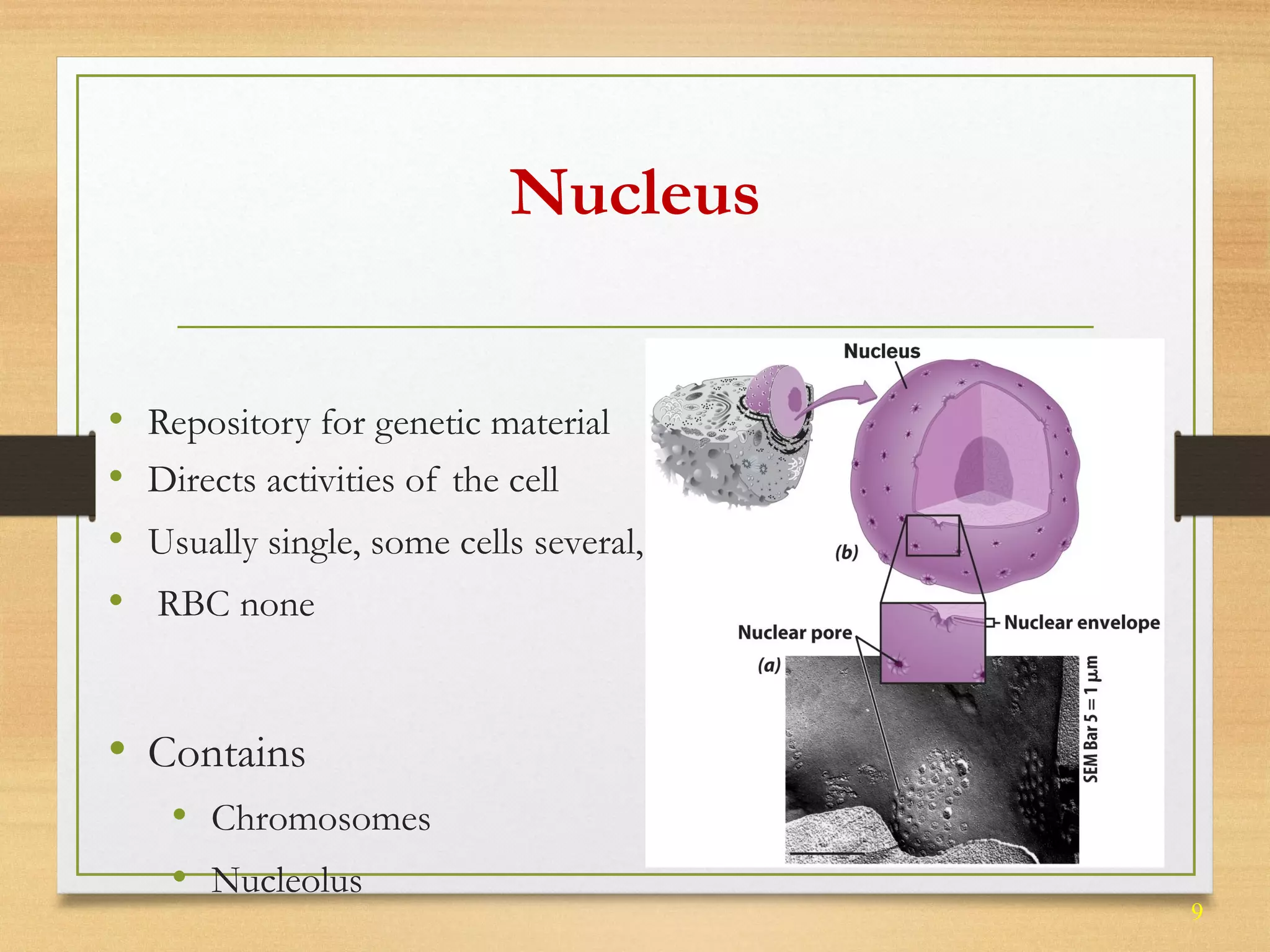 Cell structure | PPT | Biological Sciences | Science