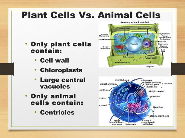 Cell structure | PPT | Biological Sciences | Science