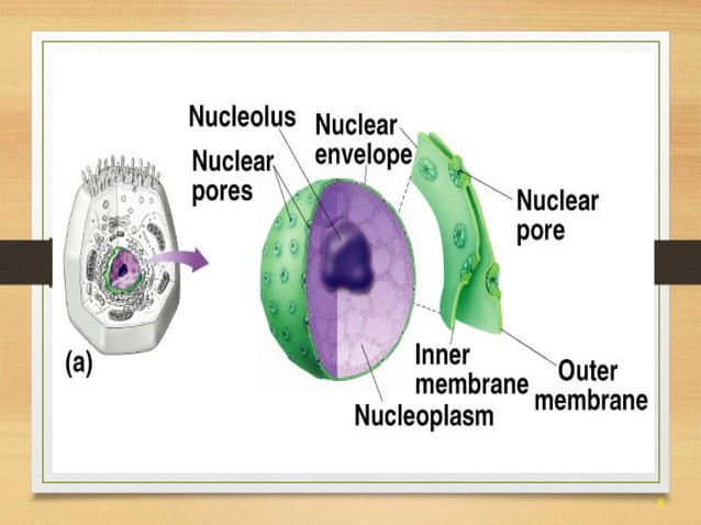 Cell structure | PPT | Biological Sciences | Science