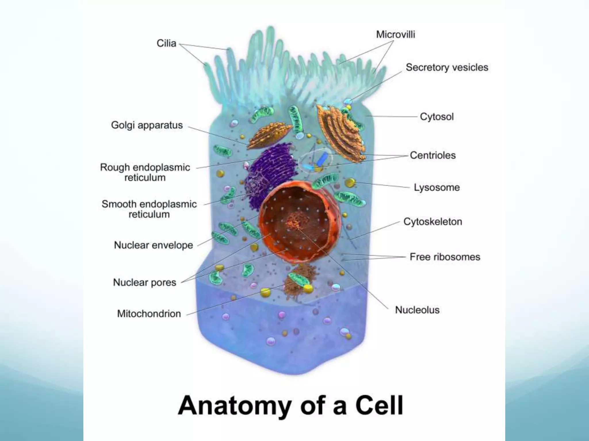Cell structure. | PPTX