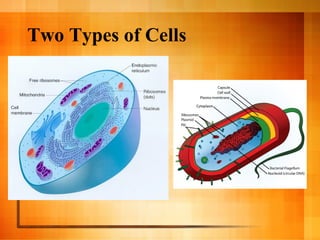 Cell structure | PPT