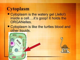 Cell structure | PPT