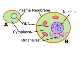 Simple Eukaryotic Cell