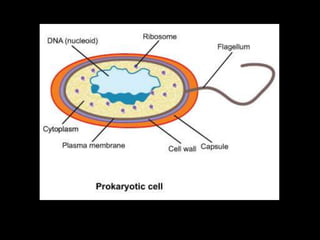 Prokaryotic Cell Structure Ppt