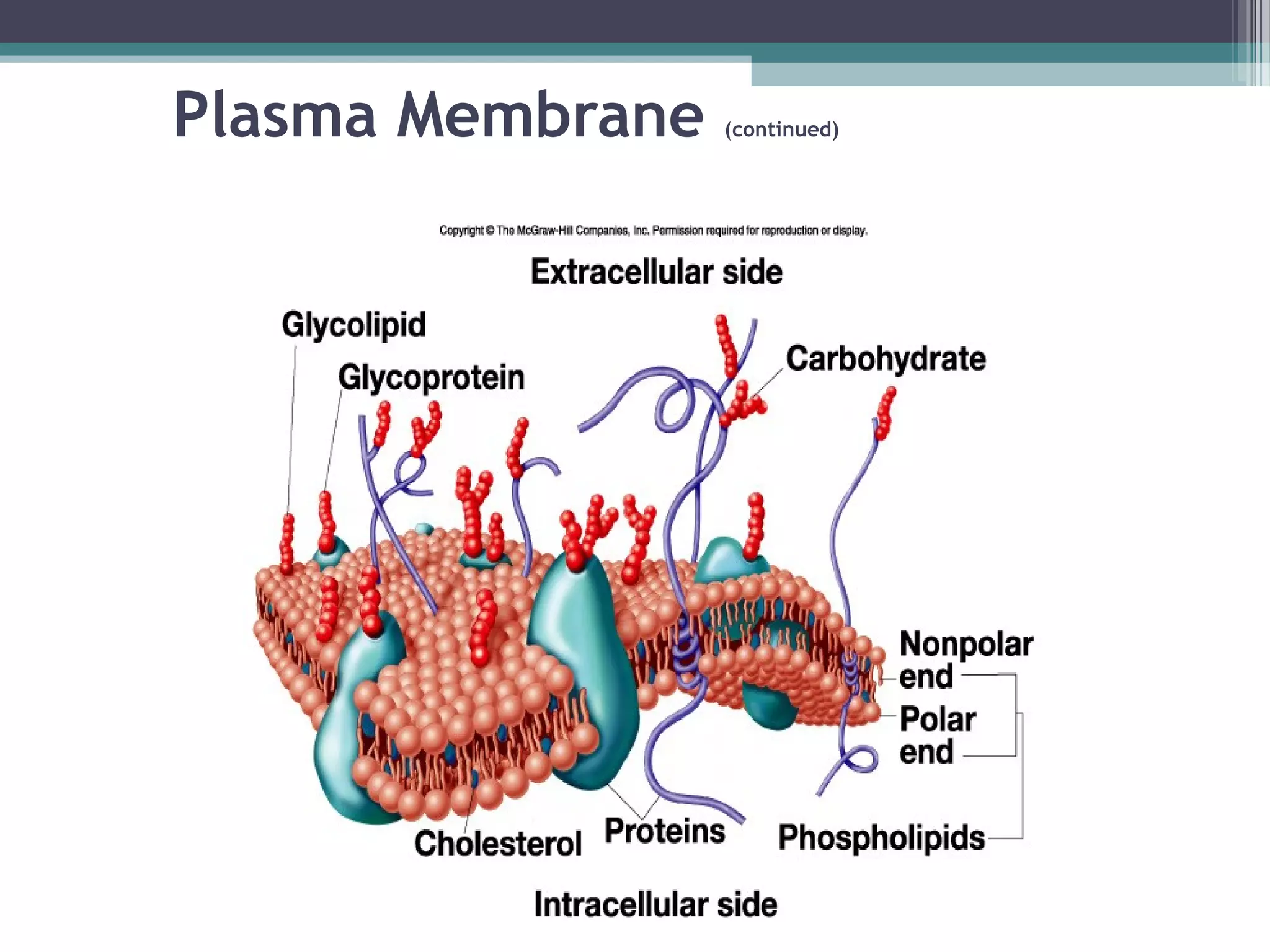 Cell structure | PPT | Biological Sciences | Science