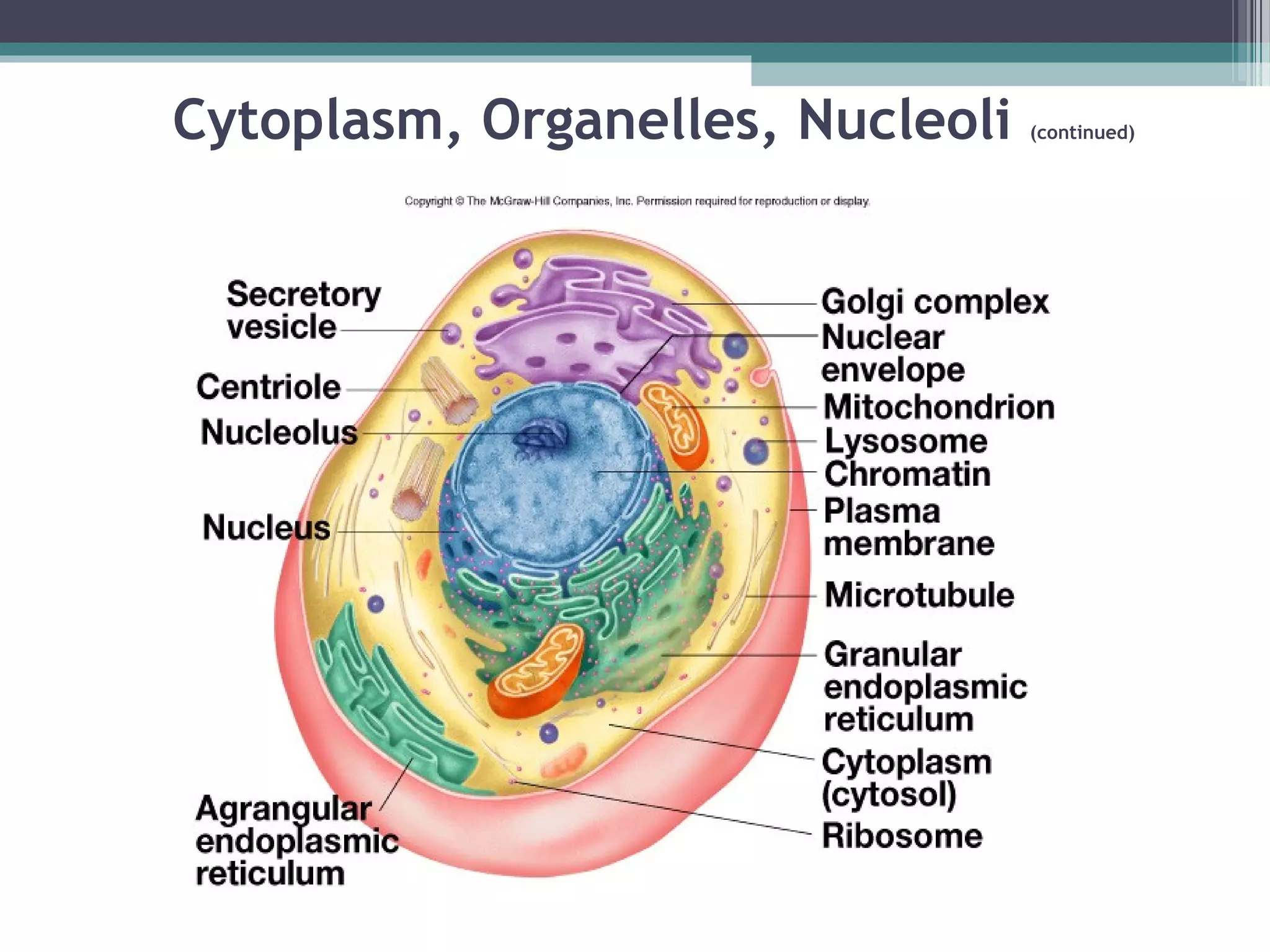 Cell structure | PPT | Biological Sciences | Science