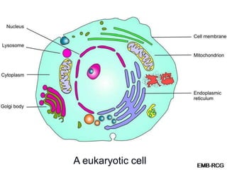 2d Eukaryotic Cell Structure