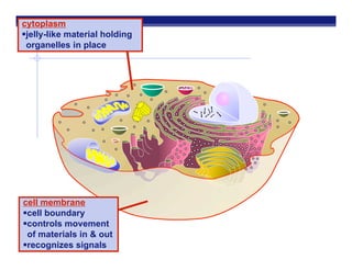 Cellstructure | PPT