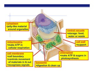 Cellstructure | PPT | Free Download