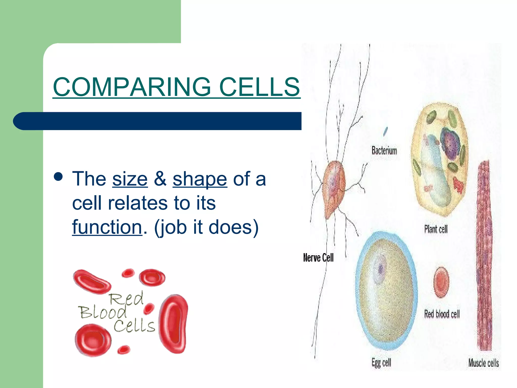 Cell structure | PPT