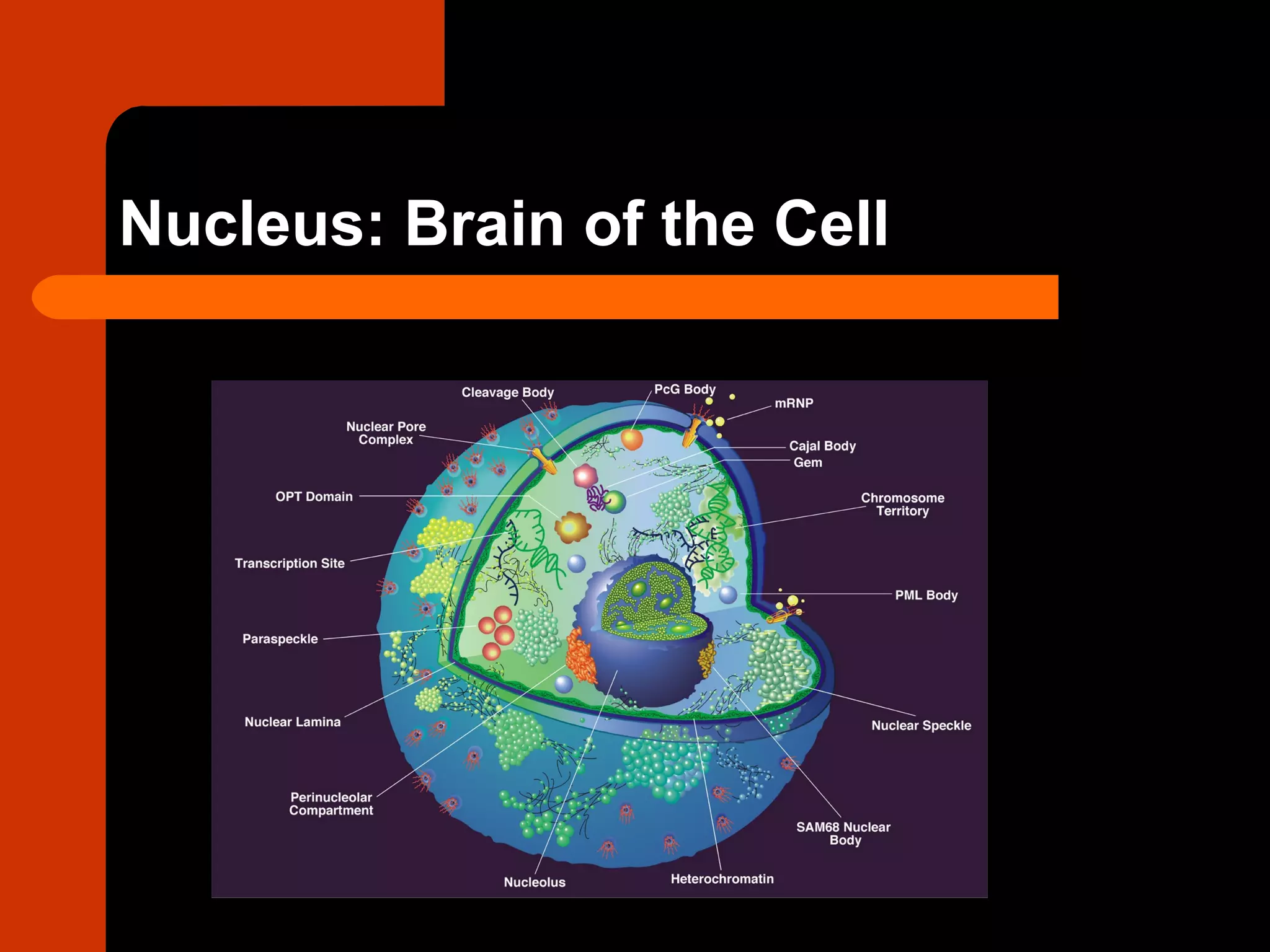 Cell structure | PPT | Biological Sciences | Science