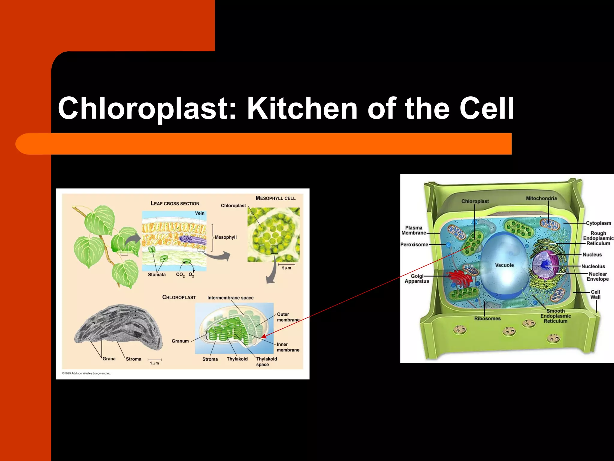 Cell structure | PPT | Biological Sciences | Science