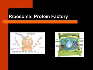 Cell structure | PPT
