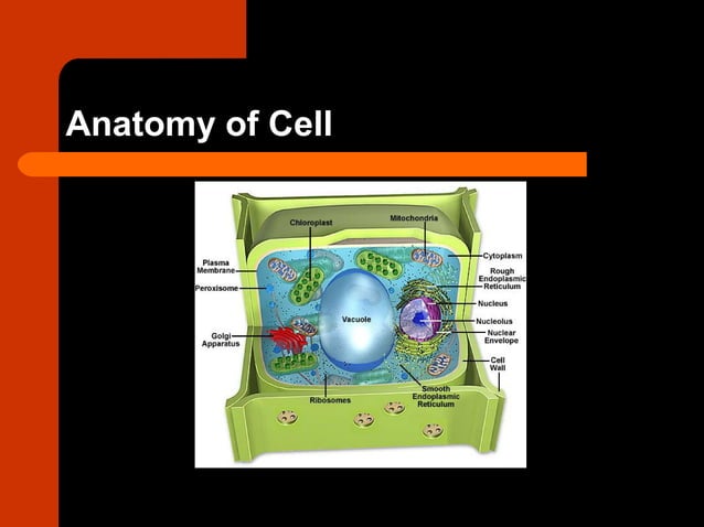 Cell structure | PPT | Biological Sciences | Science