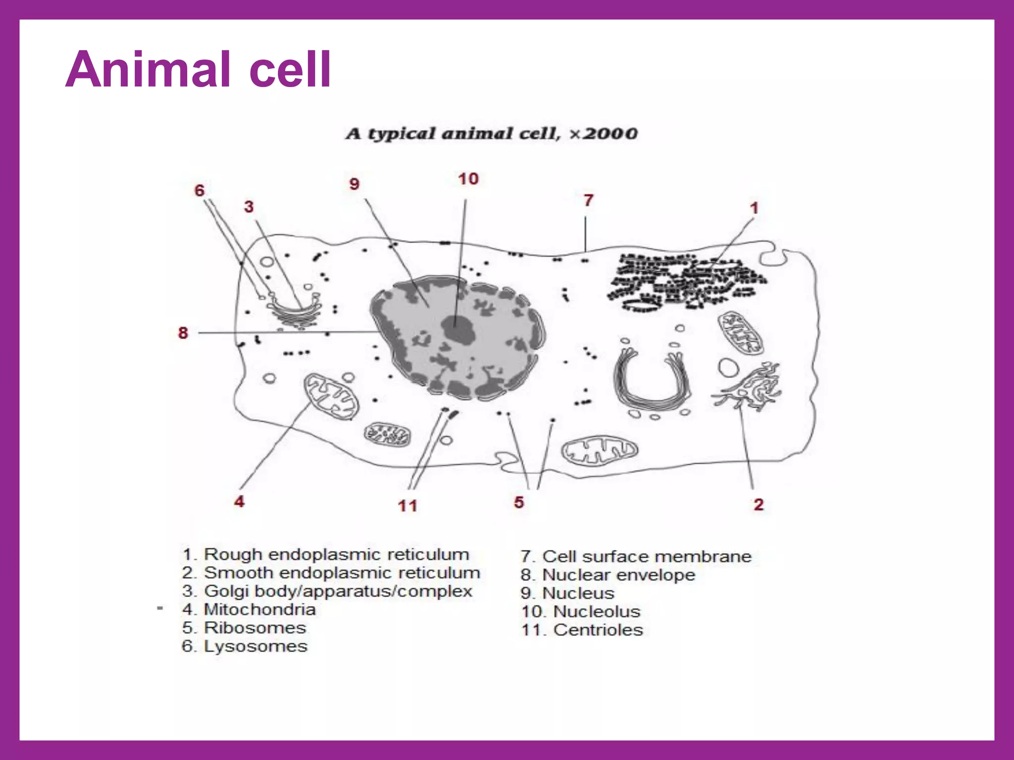 Cell structure | PPT
