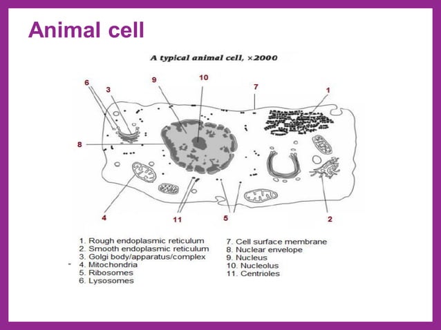 Cell structure | PPT