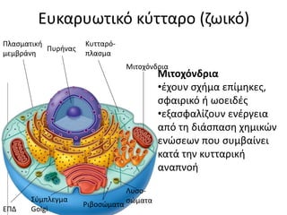 Cell structure | PPTX