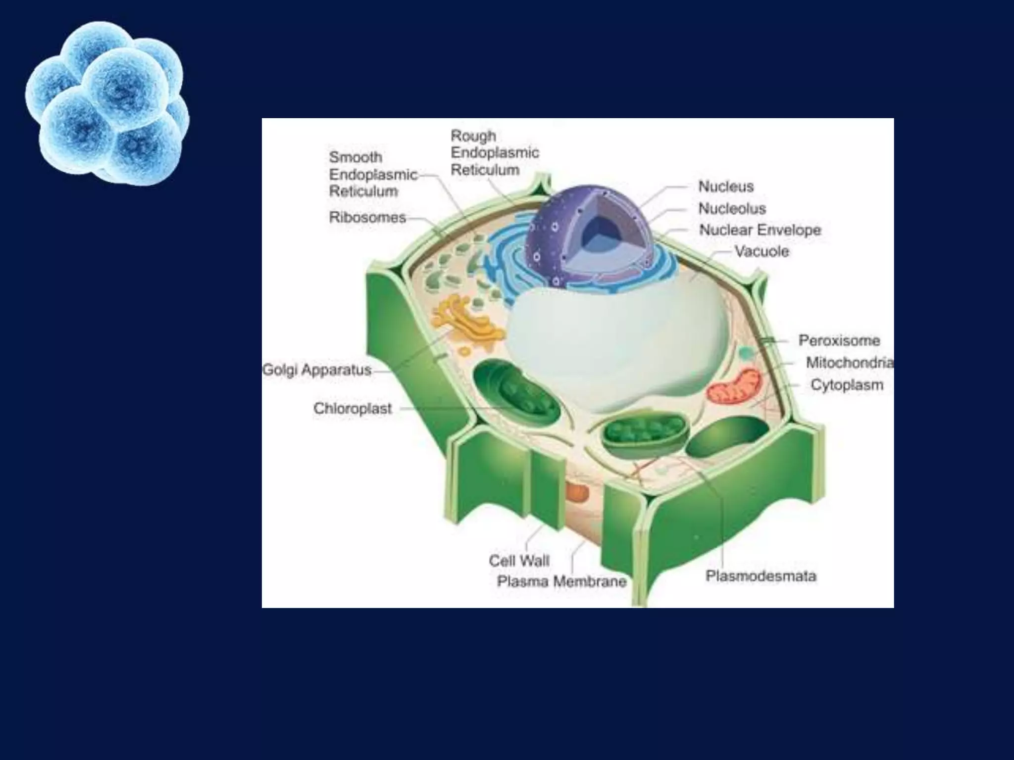 Cell structure | PPT