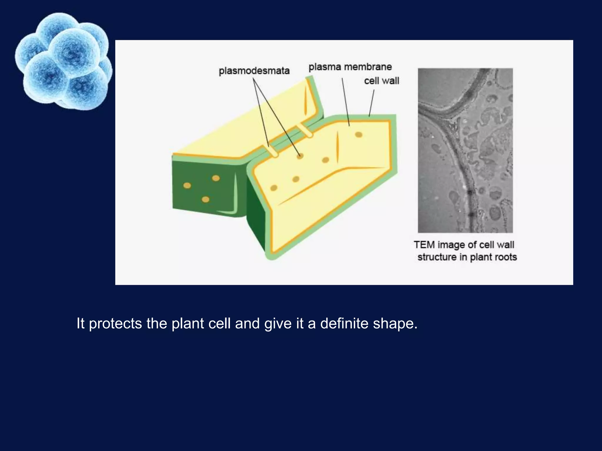 Cell structure | PPT