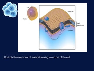 Cell structure | PPT