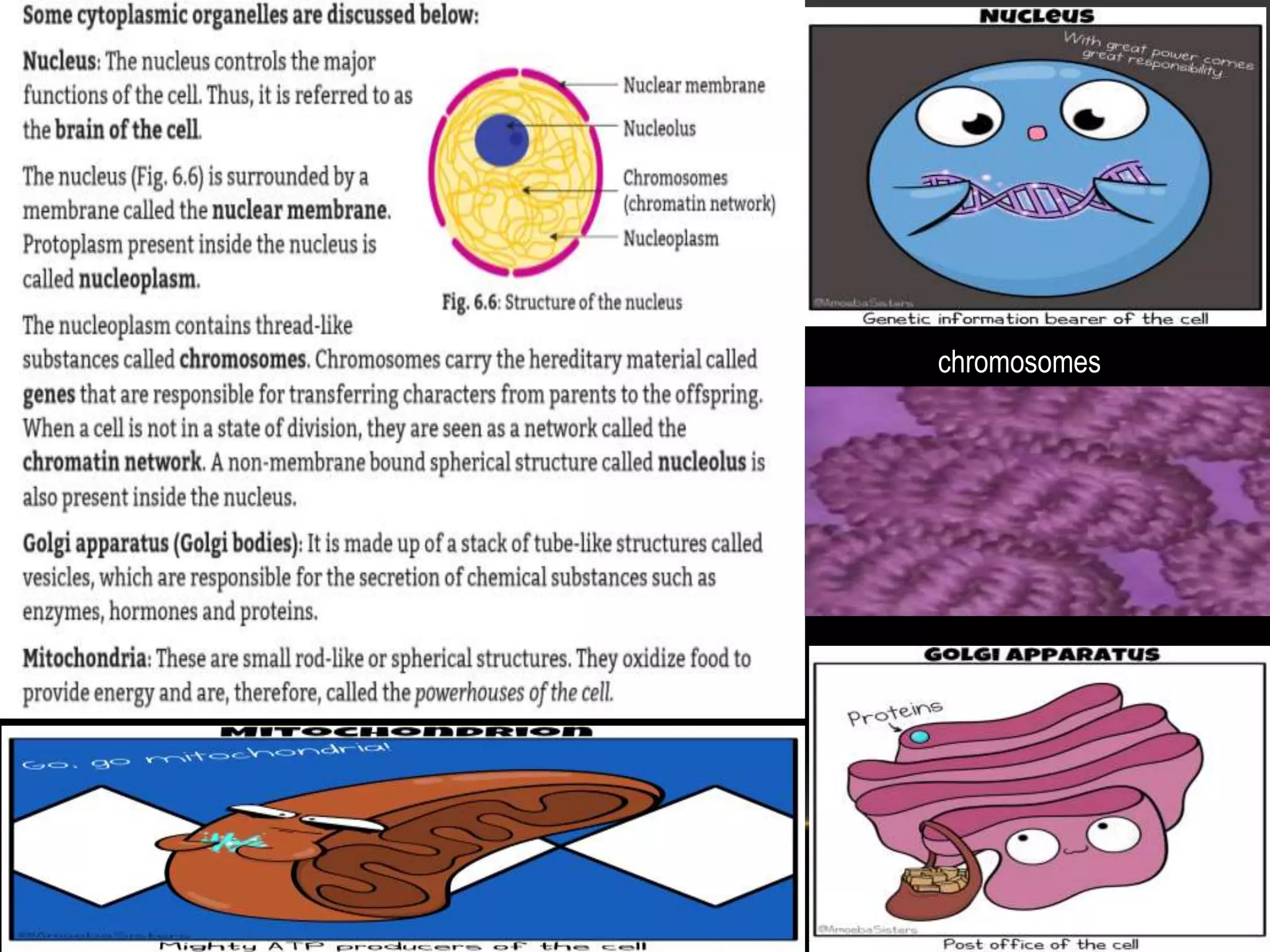 CELL STRUCTURE | PPT