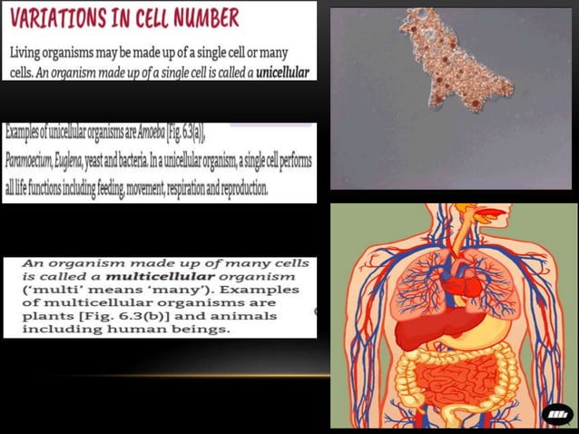 CELL STRUCTURE | PPT