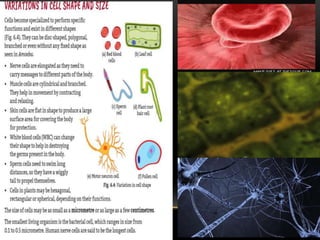 CELL STRUCTURE | PPT