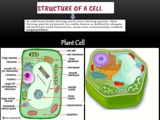 CELL STRUCTURE | PPT