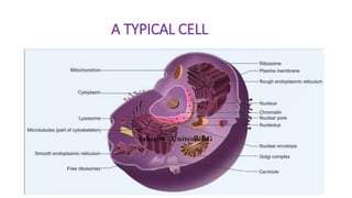 CELL STRUCTURE.pptx