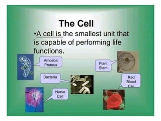cellstructure.pptx