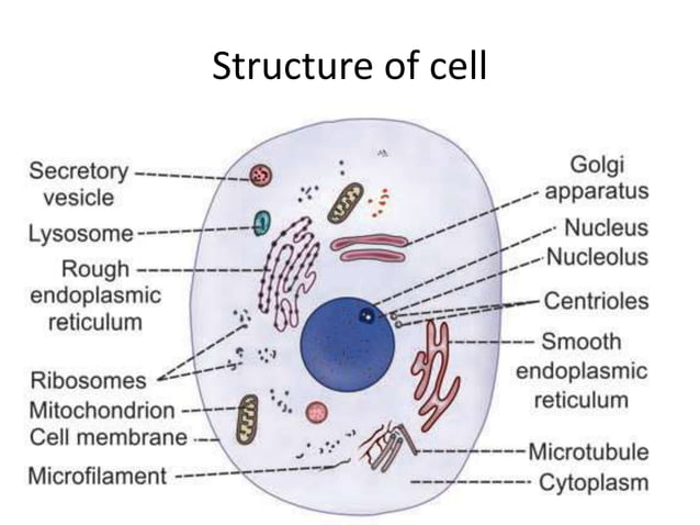 cell structure.pptx