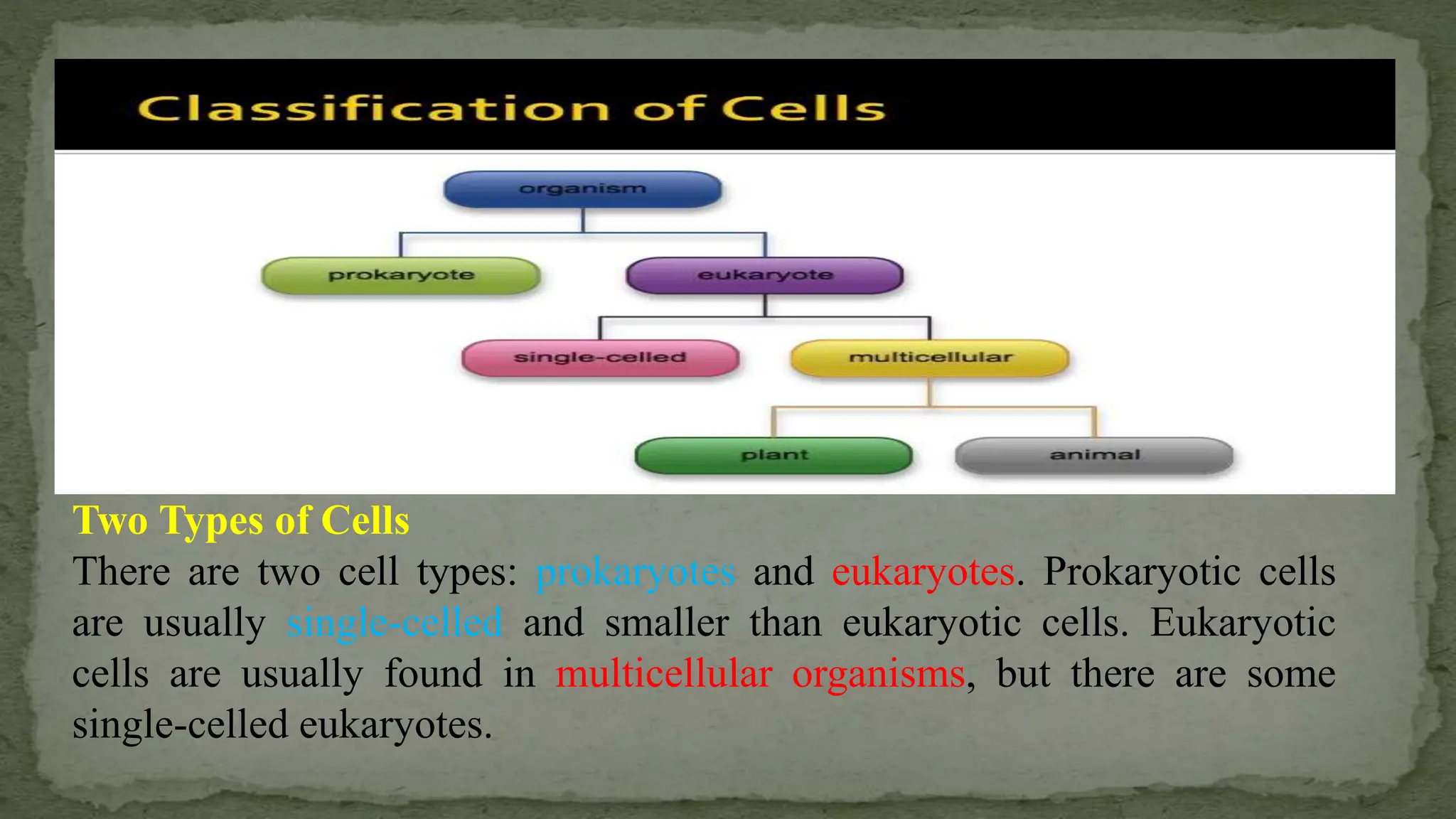 Cell structure.pptx