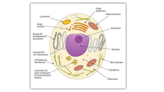 Cell structure........................... | PPT
